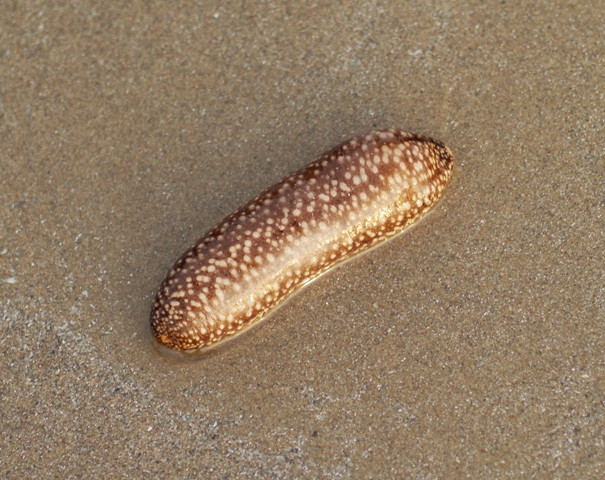 Sea Cucumber A Magical Food